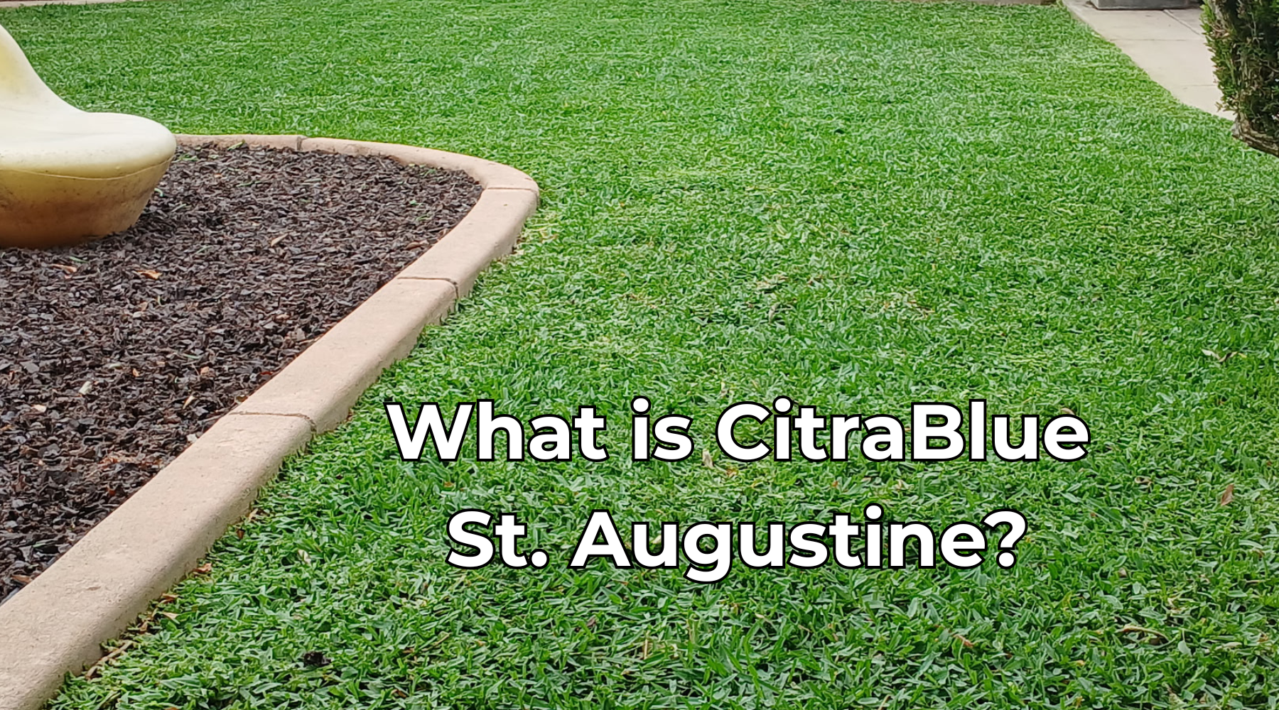 What Is CitraBlue St. Augustine Grass? Benefits & Lawn Guide ...